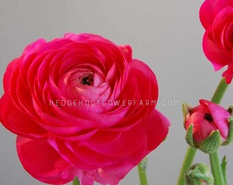 Ranunculus Amandine Black 10 Corms Black Persian Buttercups - Etsy