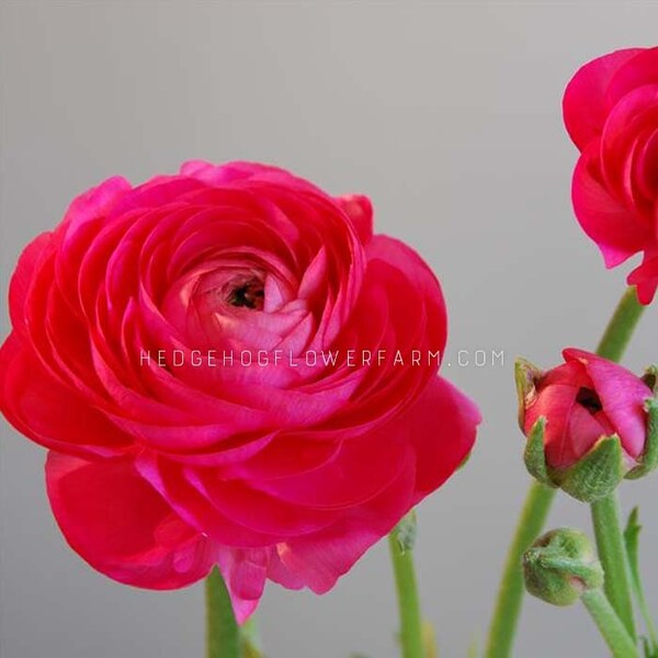 Pink Ranunculus - Etsy
