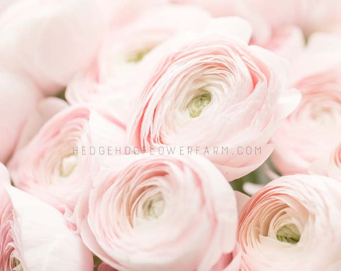 10 Ranunculus Aviv Pink Healthy Corms -vibrant Blooms Add Beauty to ... 10 Ranunculus Aviv Pink Healthy Corms -vibrant Blooms Add Beauty to ...