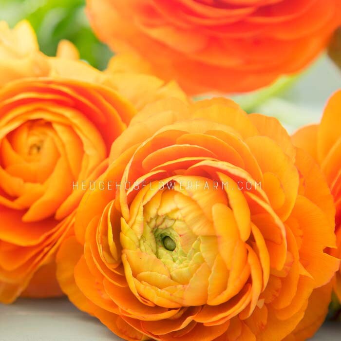 Ranunculus Amandine Orange 10 Corms Vivid Orange Persian - Etsy