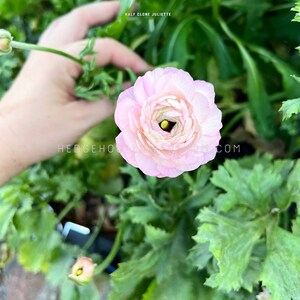 Ranunculus - Half Clone Juliette - 10 Corms - Sweet Pink Persian ...