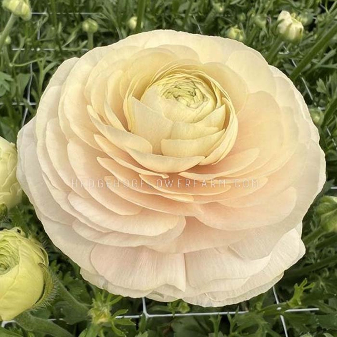Ranunculus - Half Clone Wedding Pastel - 10 Corms - Creamy Light Pink Persian Buttercups - Etsy
