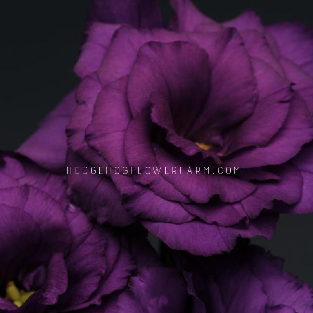Lisianthus - Flare Blue Deep Seeds - Deep Purple Flowers - Better Than ...