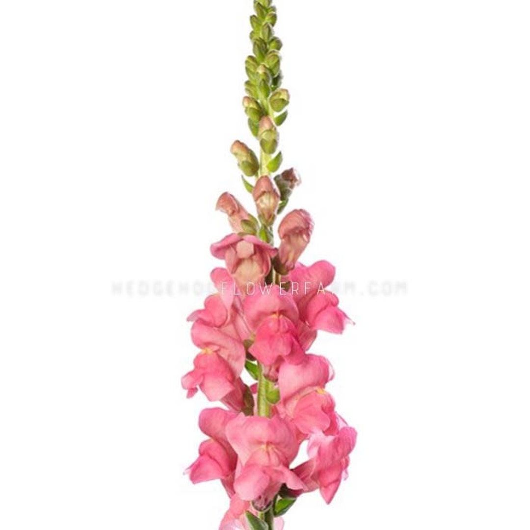 Avignon Rose Snapdragon Seeds - Sweet Pink Spires - Etsy