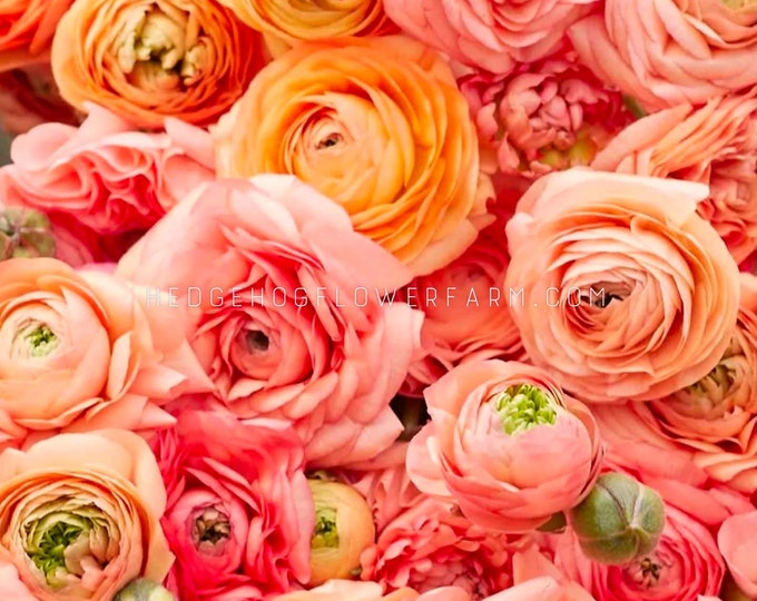 Ranunculus Amandine Salmon - 10 Corms - Precious Coral and Light Pink ...