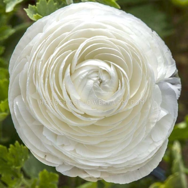White Ranunculus - Etsy