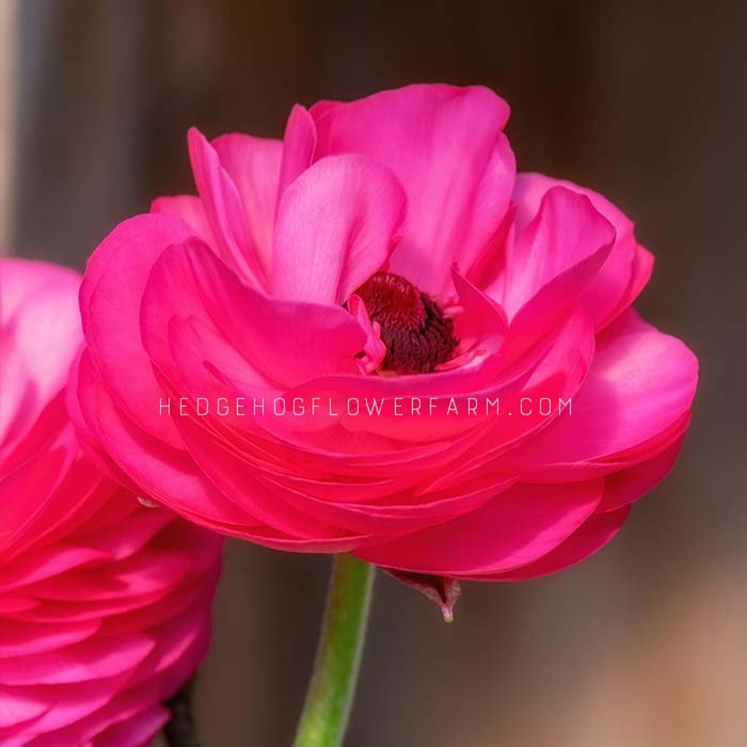 Ranunculus Tecolote Rose 10 Corms Vivid Pink Persian - Etsy
