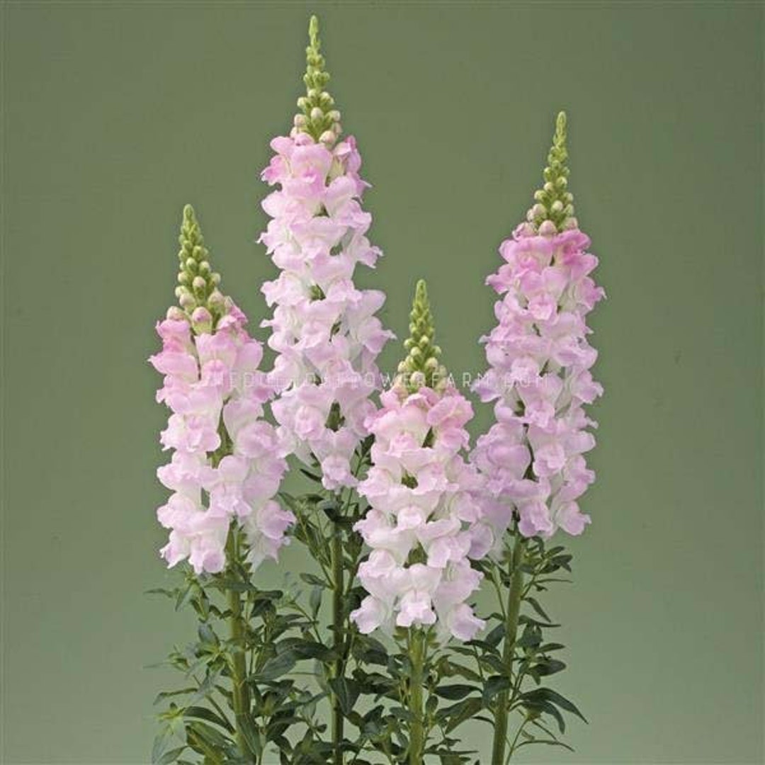 Legend Light Pink Snapdragon Seeds - Pretty Pink and White Petals - Etsy