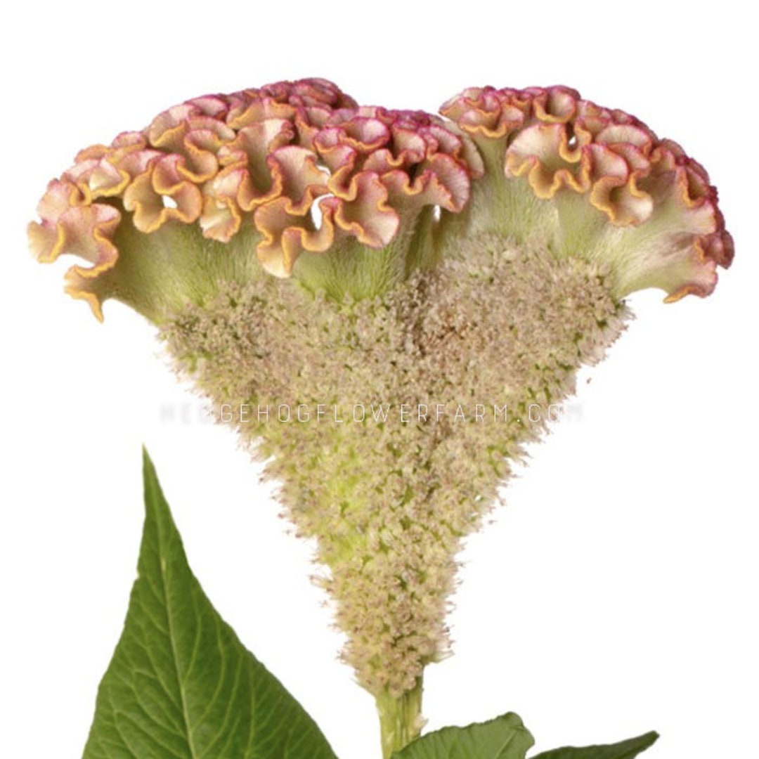 Celosia - Bar Bossa Champagne Seeds - Brain Shaped, Unusual Fluted ...
