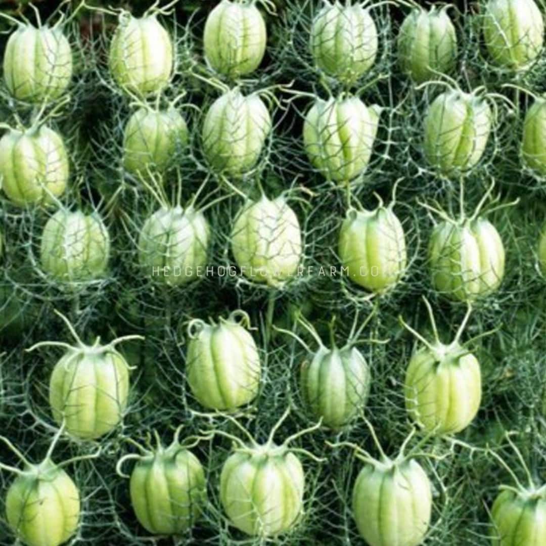 Nigella - Albion Green Pod Seeds - Interesting Pod Flowers - Add Depth ...