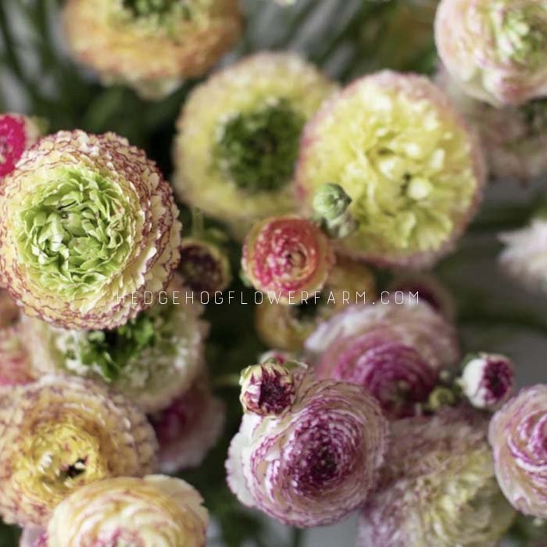 Ranunculus Amandine Tiger 10 Corms Kaleidoscope Persian Buttercups - Etsy