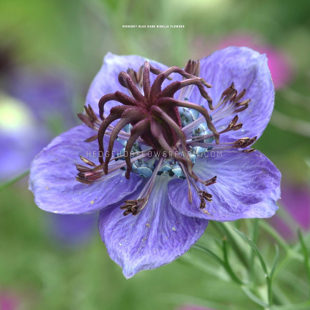 Nigella Hispanica Midnight Blue Dark Seeds Indigo Love In A Mist Interesting Seed Pods Lots