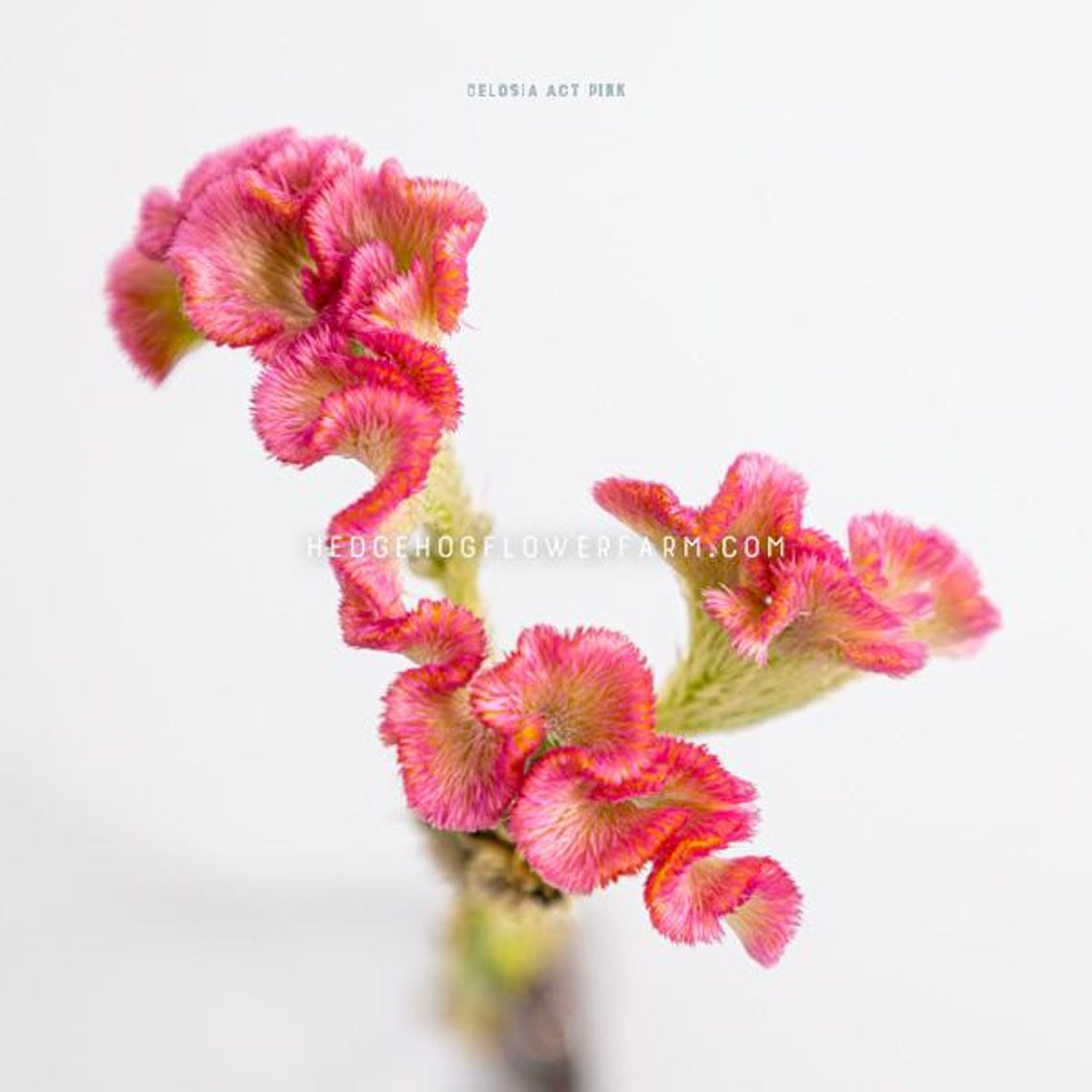 Celosia - Act Pink Seeds - Grow Unusual Brain Shaped, Weird Focal ...