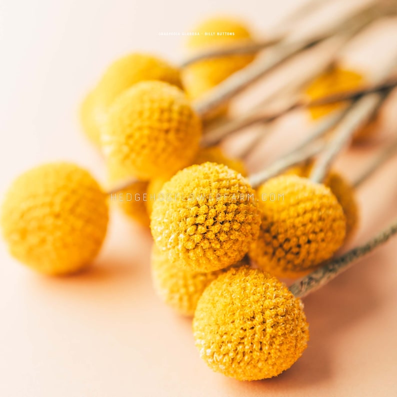 Billy Button Seeds Craspedia Globosa Yellow Lollipop Flowers - Etsy