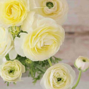 Ranunculus - Super Green Cream - 10 Corms - Unique Ruffled Persian ...