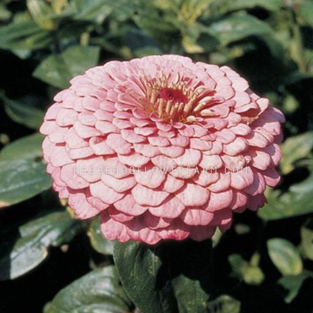 Zinnia Benary Giant Bright Pink Seeds - Giant Flower Blooms - Etsy Zinnia Benary Giant Bright Pink Seeds - Giant Flower Blooms - Etsy