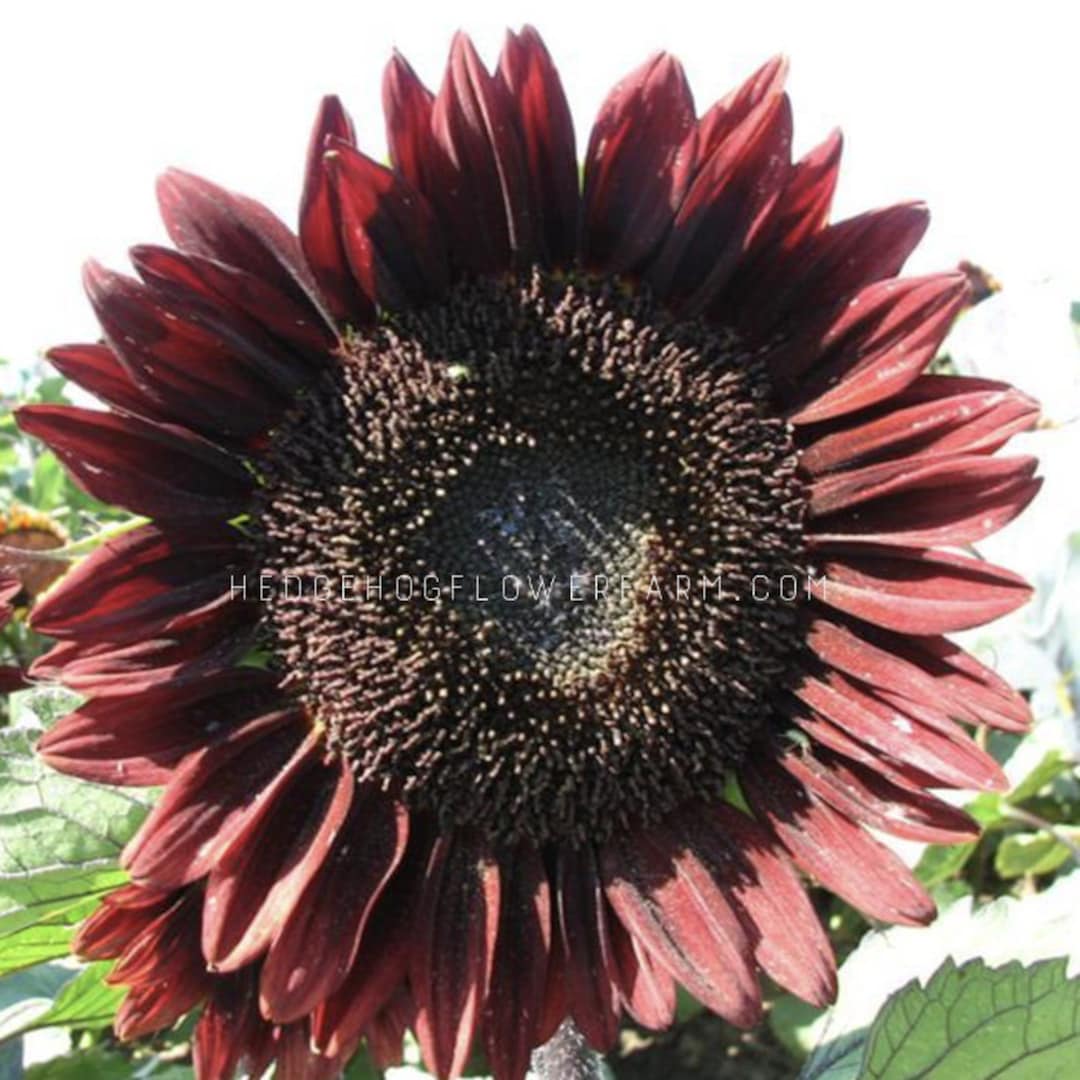 Pro Cut Red Sunflower Seeds - Dark Red Sunflower With Brown Center - Etsy