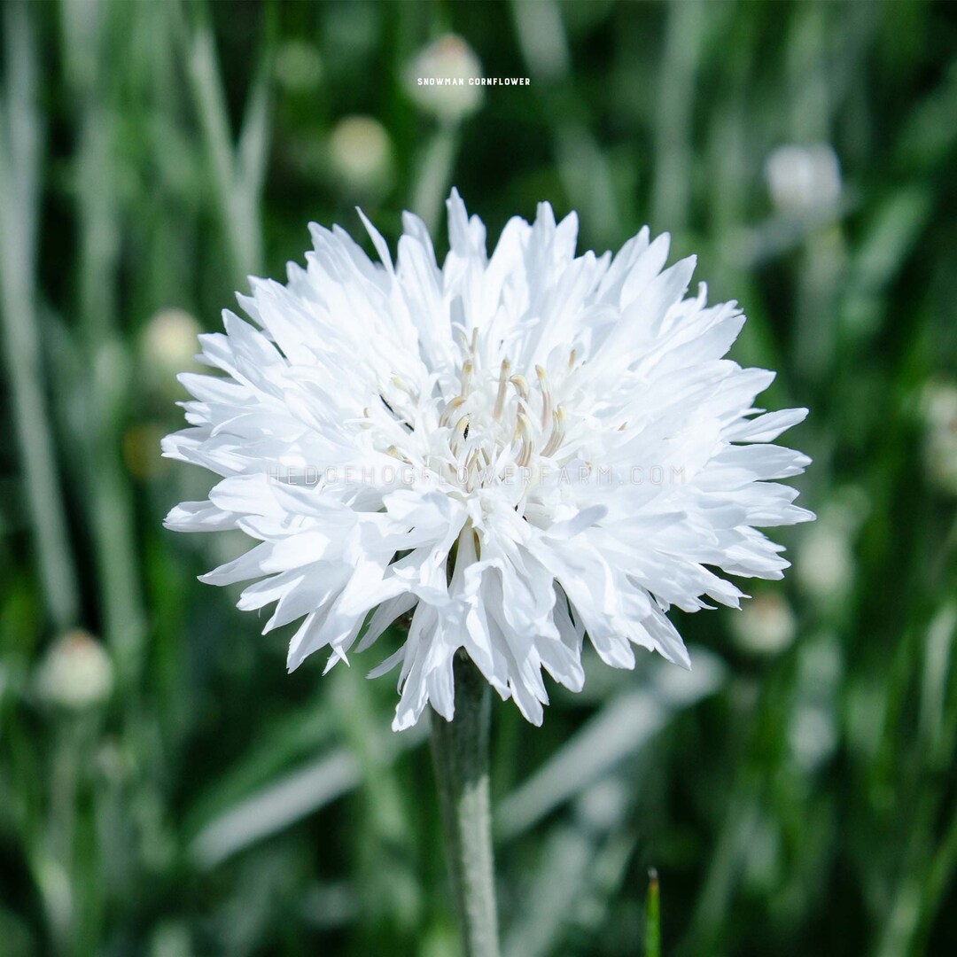 Centaurea - Cyanus Snowman Seeds - White Cornflower - Easy to Grow Wildflowers - Etsy