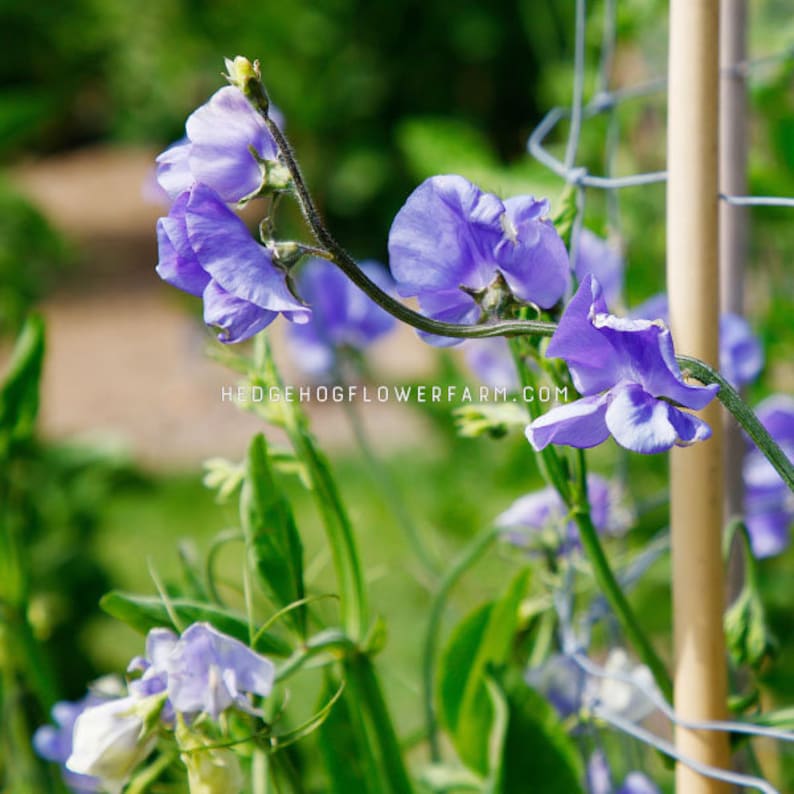 Mammoth Mid Blue Sweet Pea - Pack of Seeds - Etsy