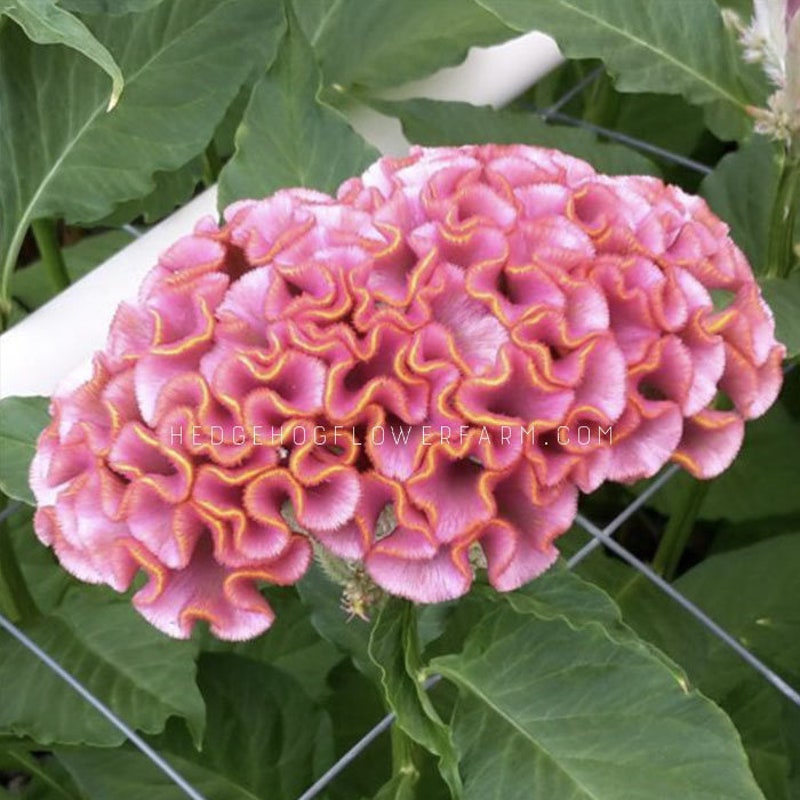 Cockscomb Seeds - Etsy