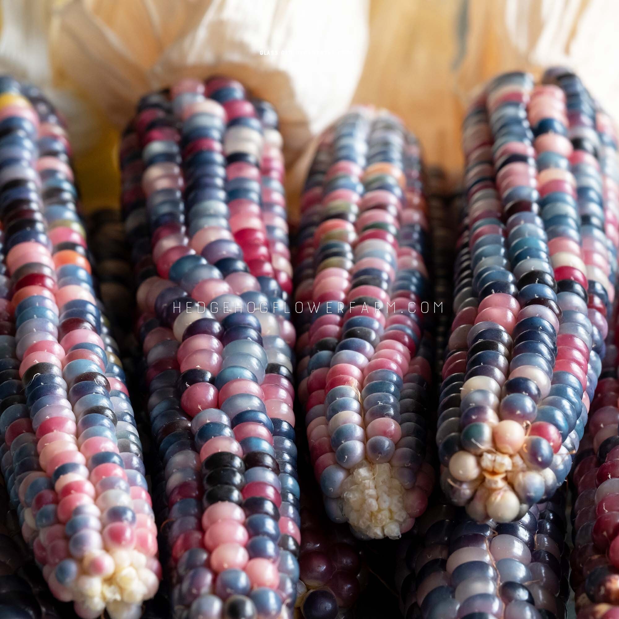 Ornamental Corn Glass Gem Seeds Translucent Multi-colored Corn - Etsy