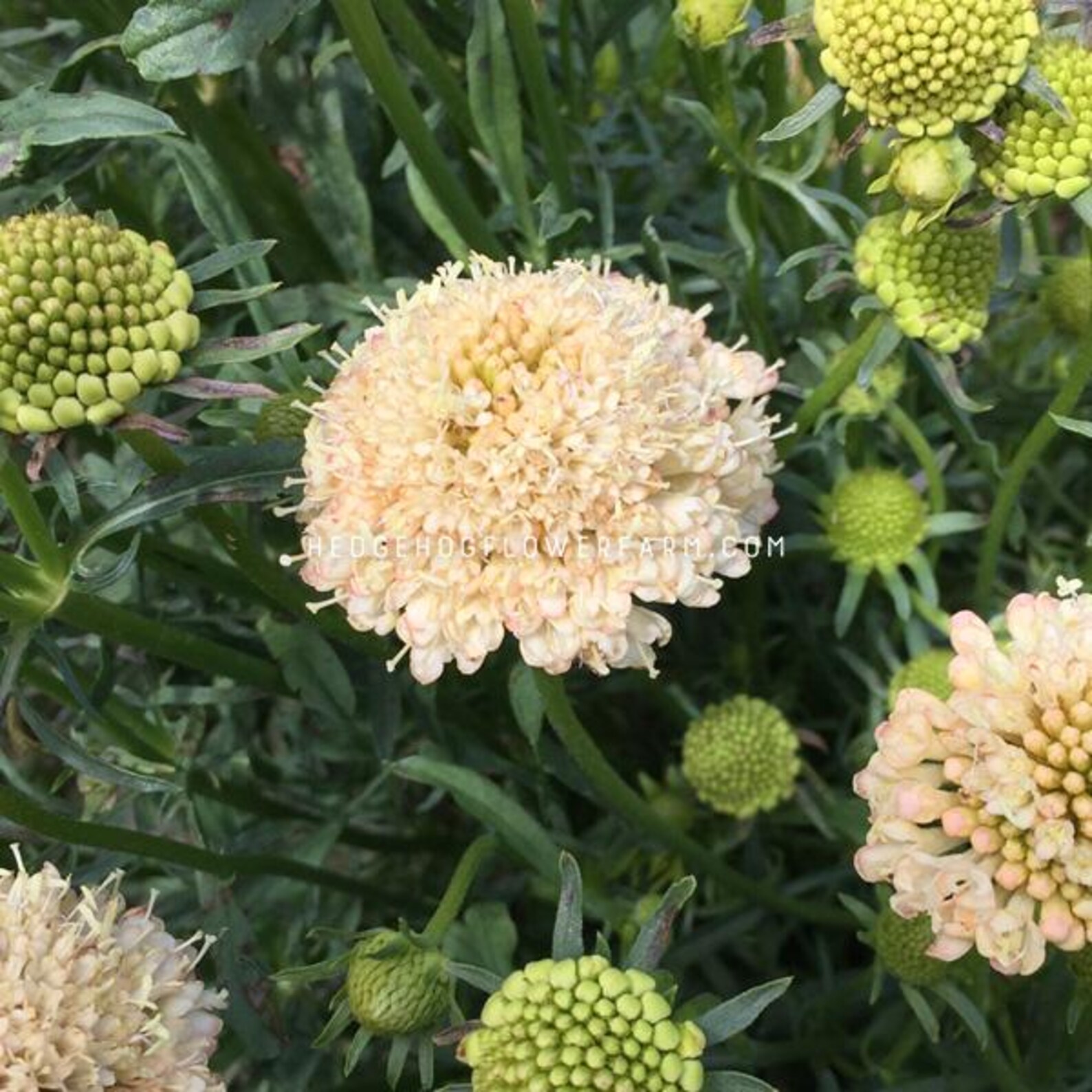 Scabiosa - Fata Morgana Seeds - Pincushion Flower - Magical Creamy ...