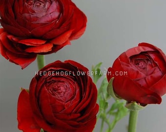 Ranunculus Amandine Black 10 Corms Black Persian Buttercups - Etsy