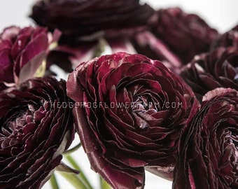 Black Ranunculus - Etsy