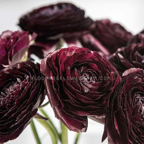 Ranunculus Amandine Black 10 Corms Black Persian - Etsy