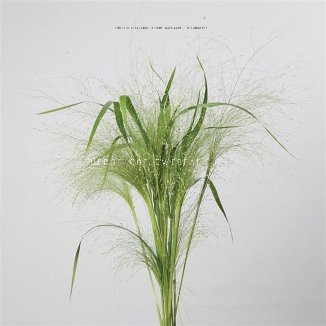 Panicum Frosted Explosion Seeds - Fun Ornamental Grass for Filler in ...