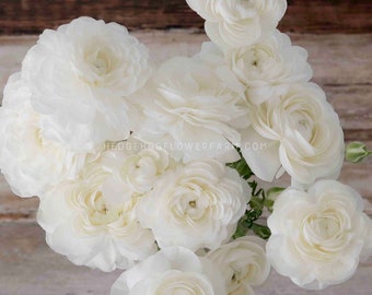 Ranunculus Half Clone Juliette 10 Corms Sweet Pink Persian Buttercups ...