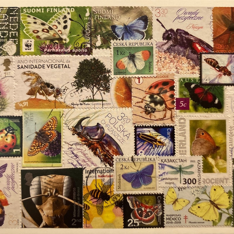 Insect Postcard Sets - Etsy