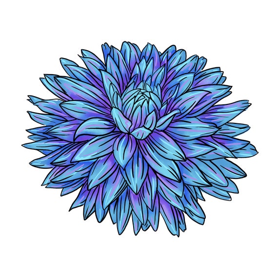 A Dalia Azul La, Flor De Dalia Azul Blanca Se Abre En Time Lapse Sobre