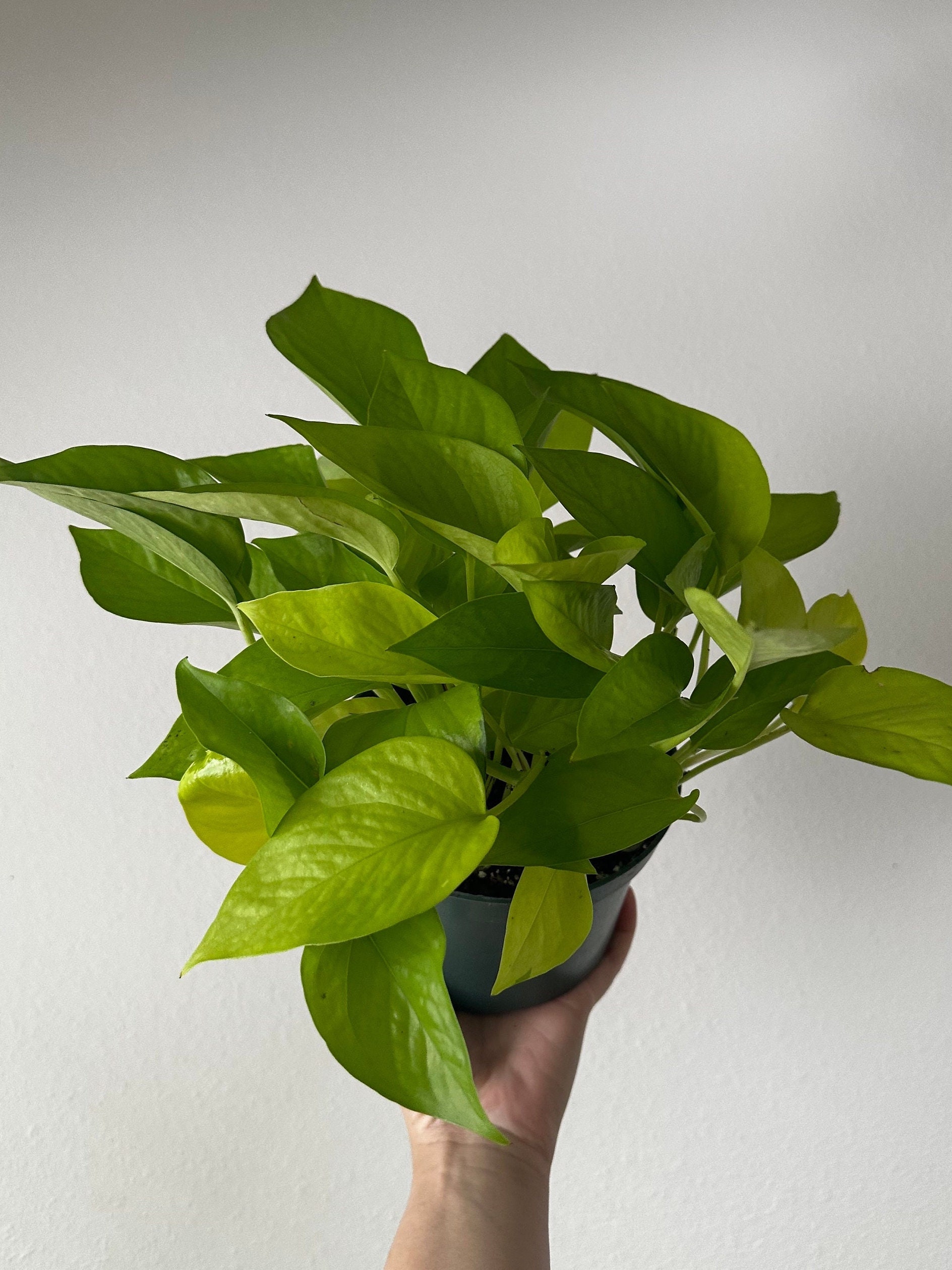 Live Pothos Epipremnum Aureum Pothos Neon Pothos Vining - Etsy