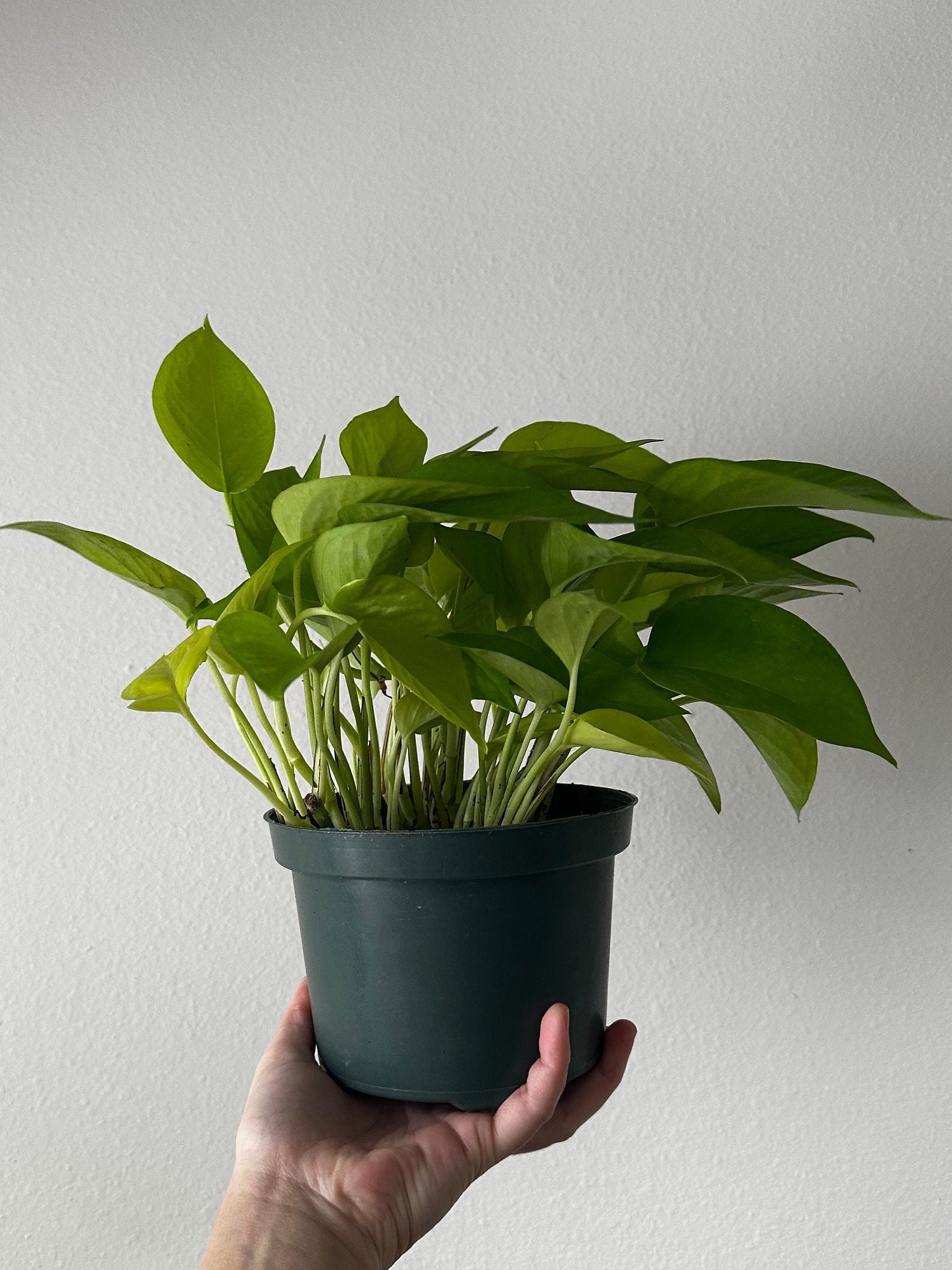 Live Pothos Epipremnum Aureum Pothos Neon Pothos Vining - Etsy