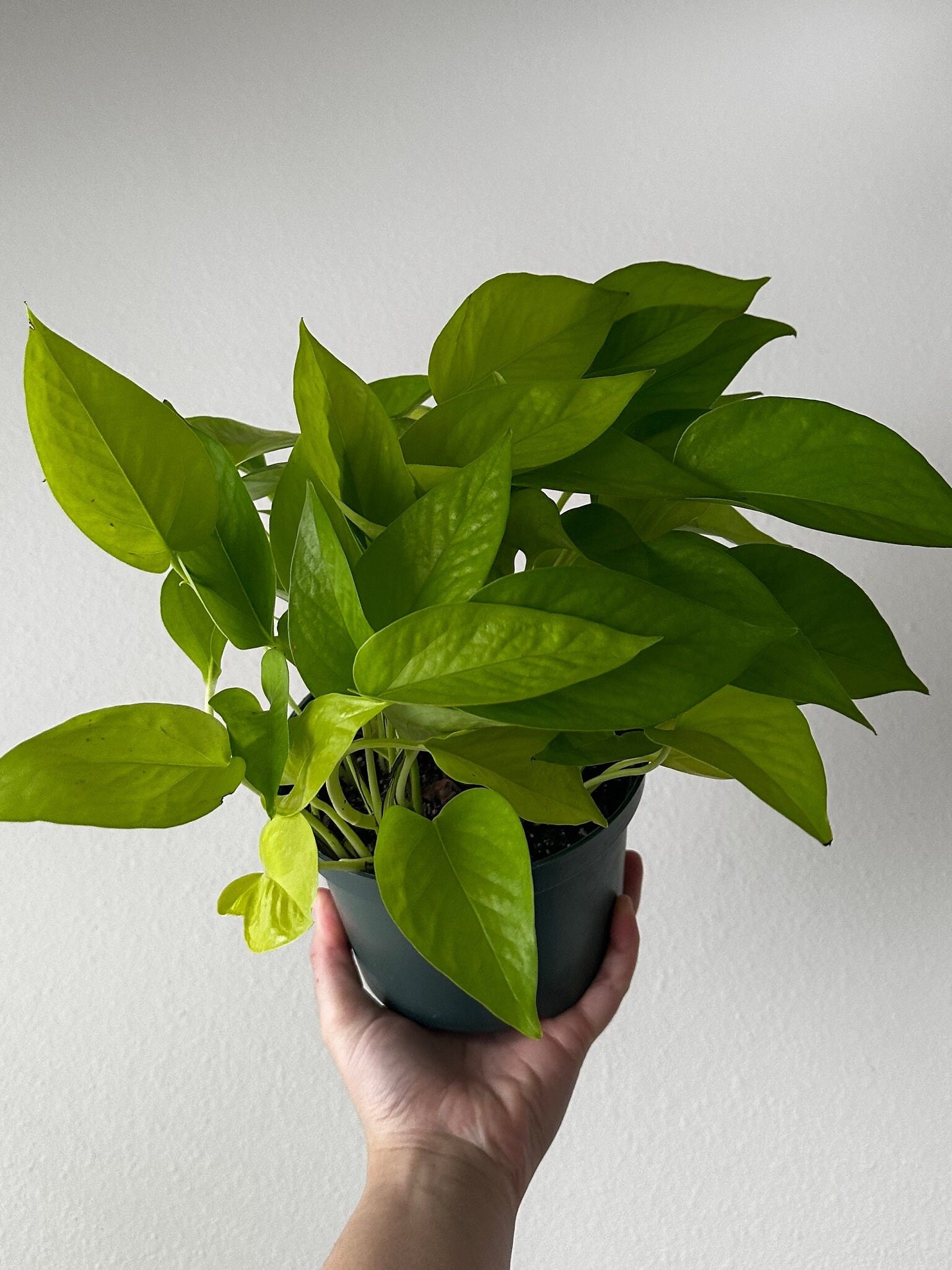 Live Pothos Epipremnum Aureum Pothos Neon Pothos Vining - Etsy