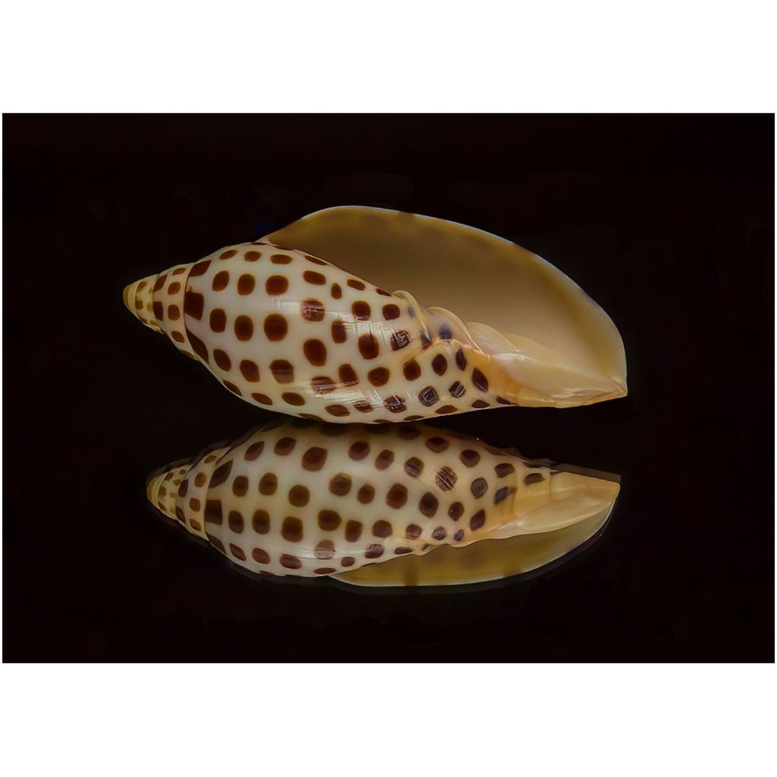 Junonia, Junonia Photograph, Junonia Shell, Junonia Reflection, Florida ...