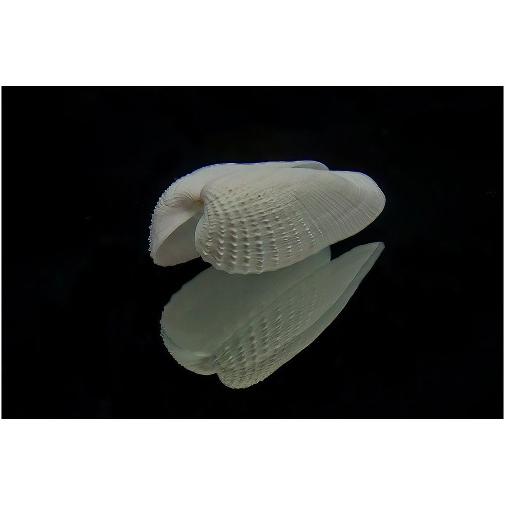 Angel Wing Shell Reflection - Etsy