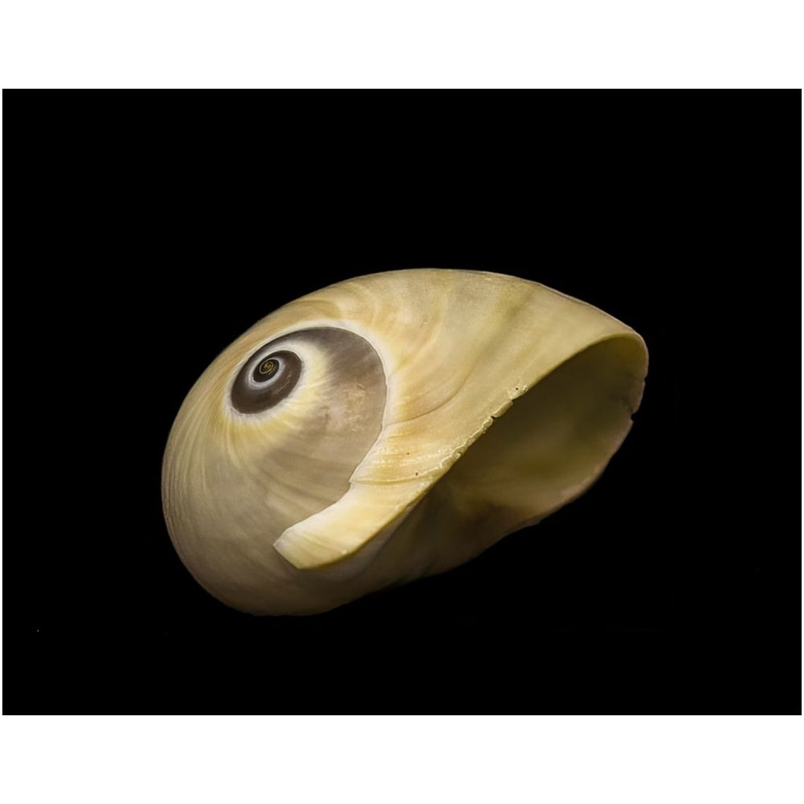 Sharks Eye, Moon Snail, Sharks Eye Shell, Moon Snail Shell, Florida ...