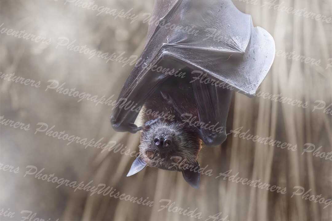 Fruit Bat, Flying Fruit Bat, Fox Bat, Flying Fox Bat, Bat, Wildlife ...