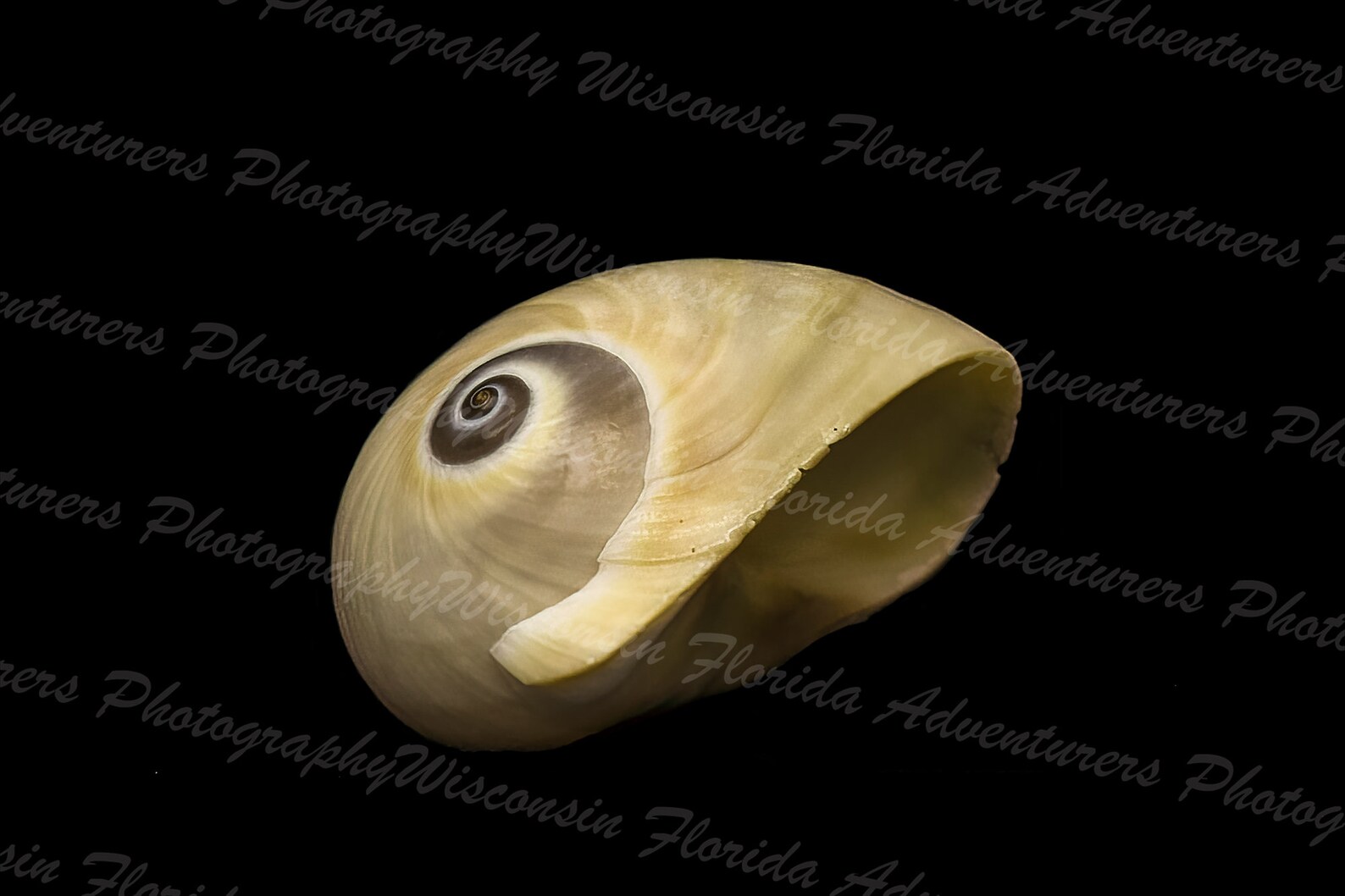 Sharks Eye, Moon Snail, Sharks Eye Shell, Moon Snail Shell, Florida ...