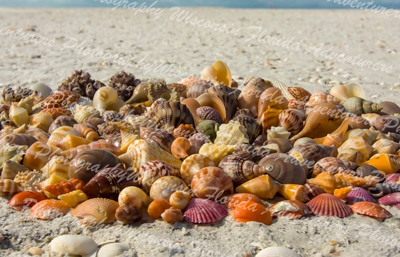 Horse Conch Shells