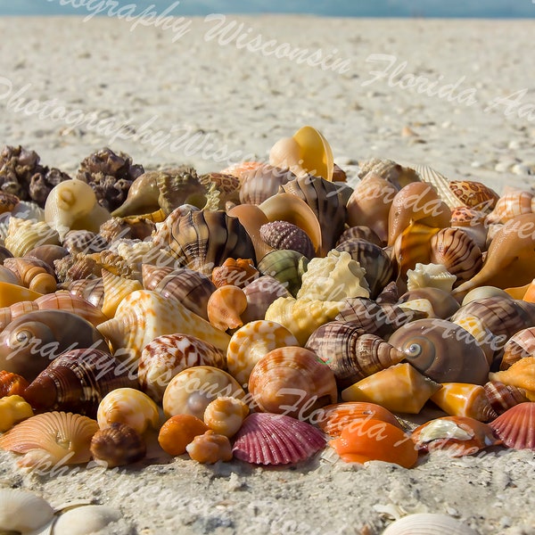 Florida Whelk Shell - Etsy