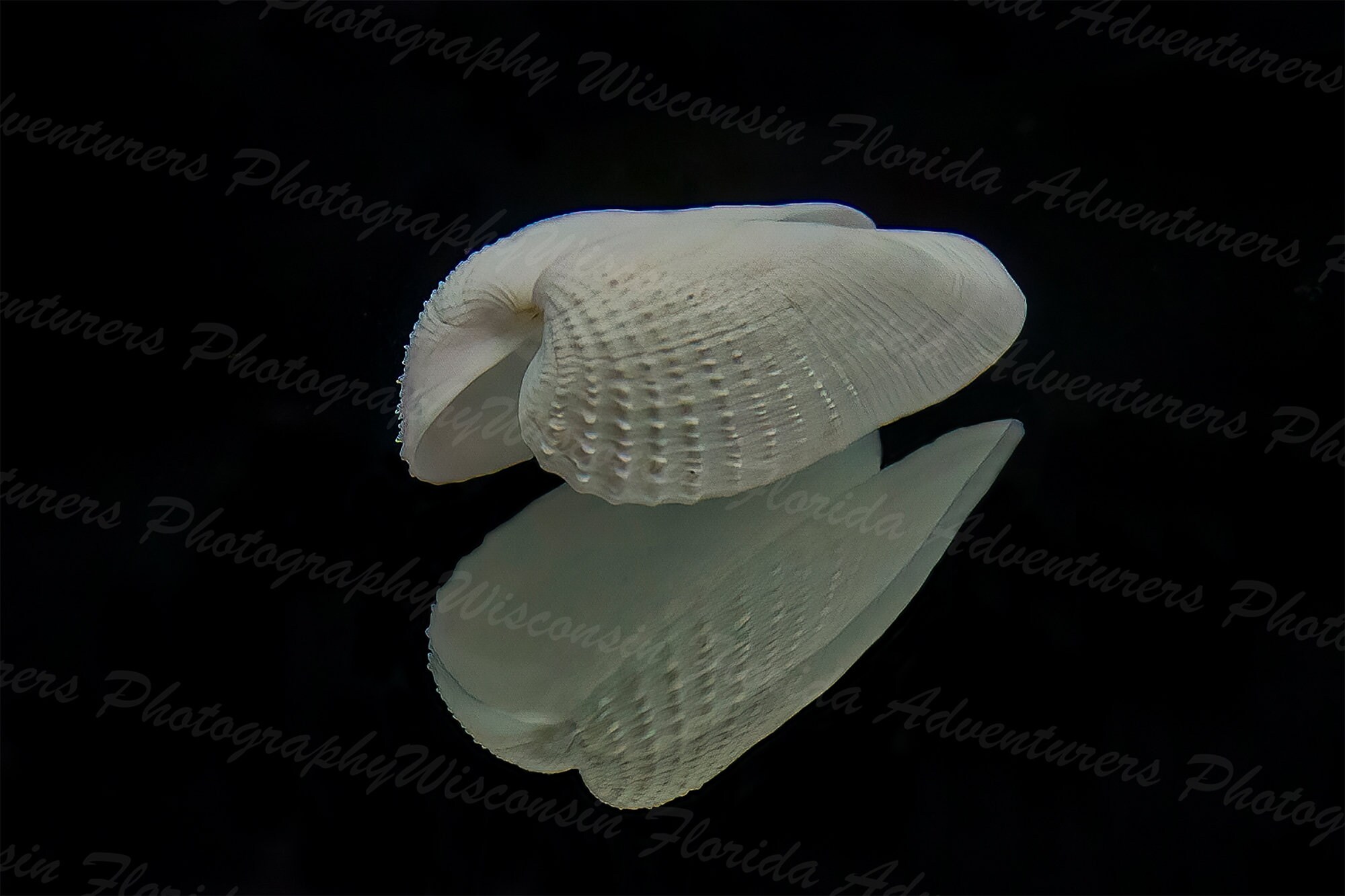 Angel Wing Shell Reflection - Etsy