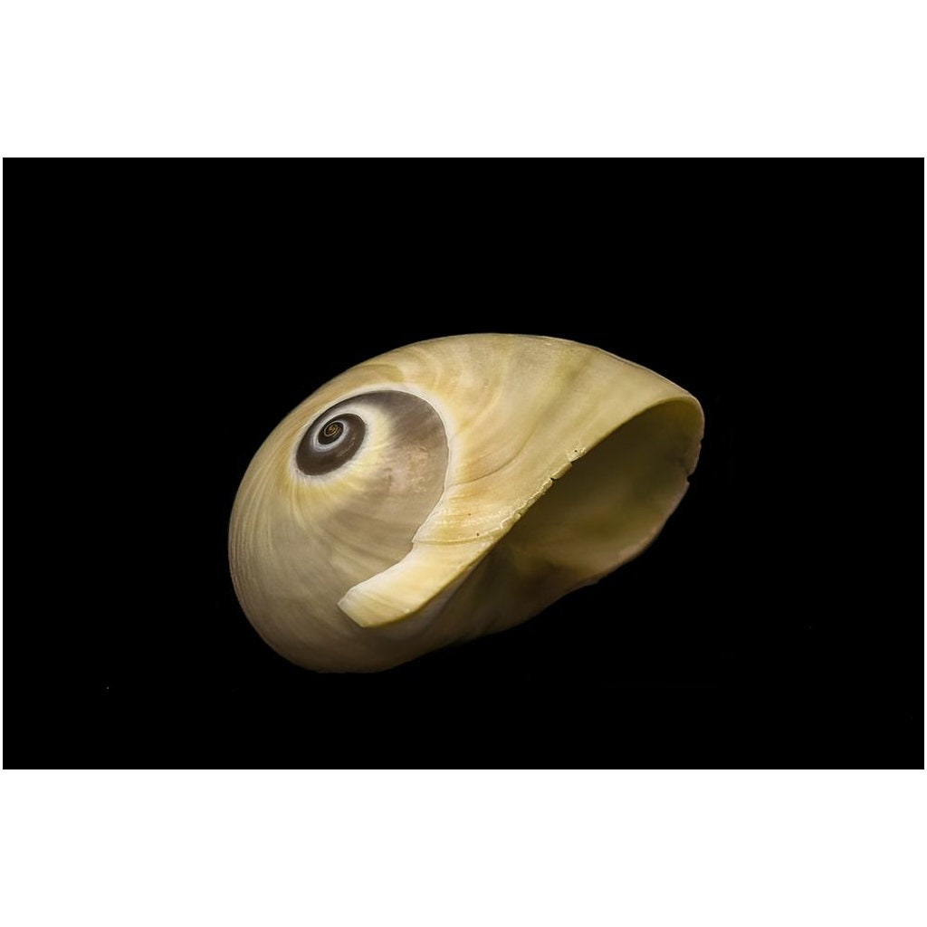 Sharks Eye, Moon Snail, Sharks Eye Shell, Moon Snail Shell, Florida ...