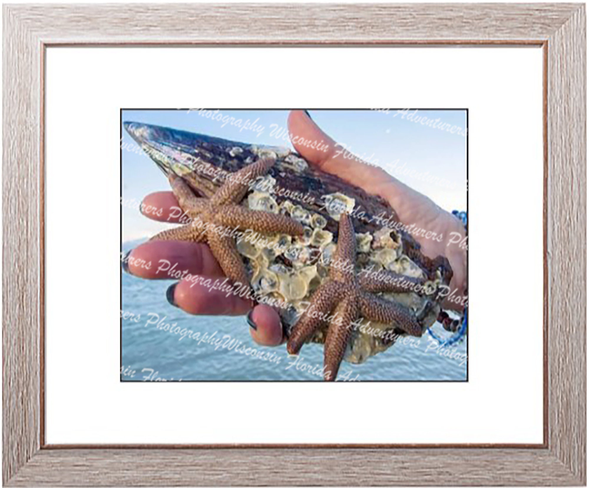 Mermaid's Hand Sea Star (starfish) Print, Florida Photo, Nature Photo ...