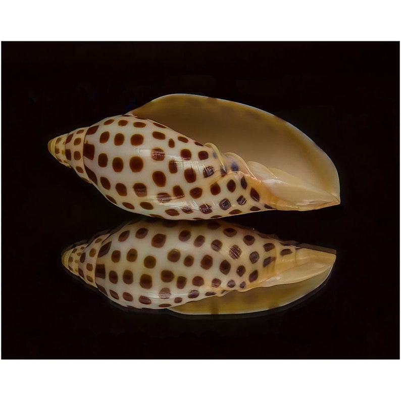 Junonia, Junonia Photograph, Junonia Shell, Junonia Reflection, Florida ...