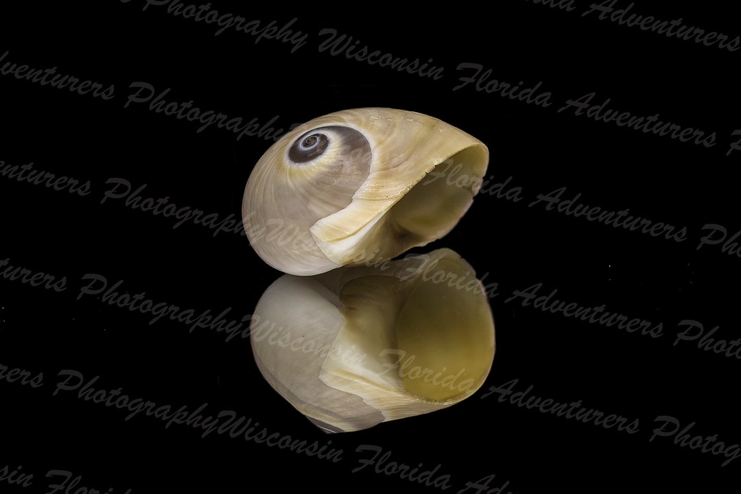 Sharks Eye, Moon Snail, Sharks Eye Reflection, Moon Snail Refection ...