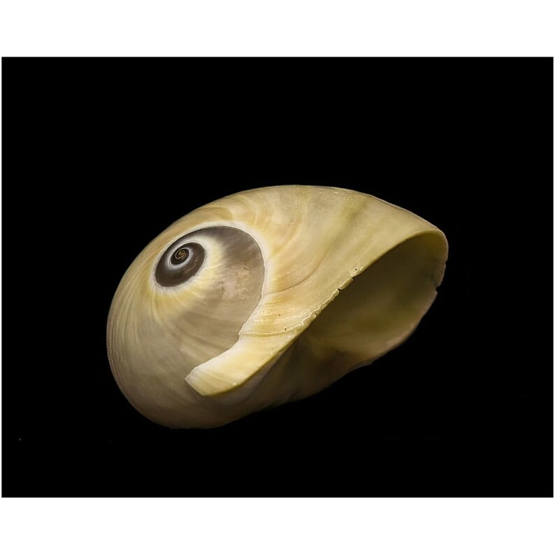 Sharks Eye, Moon Snail, Sharks Eye Shell, Moon Snail Shell, Florida ...