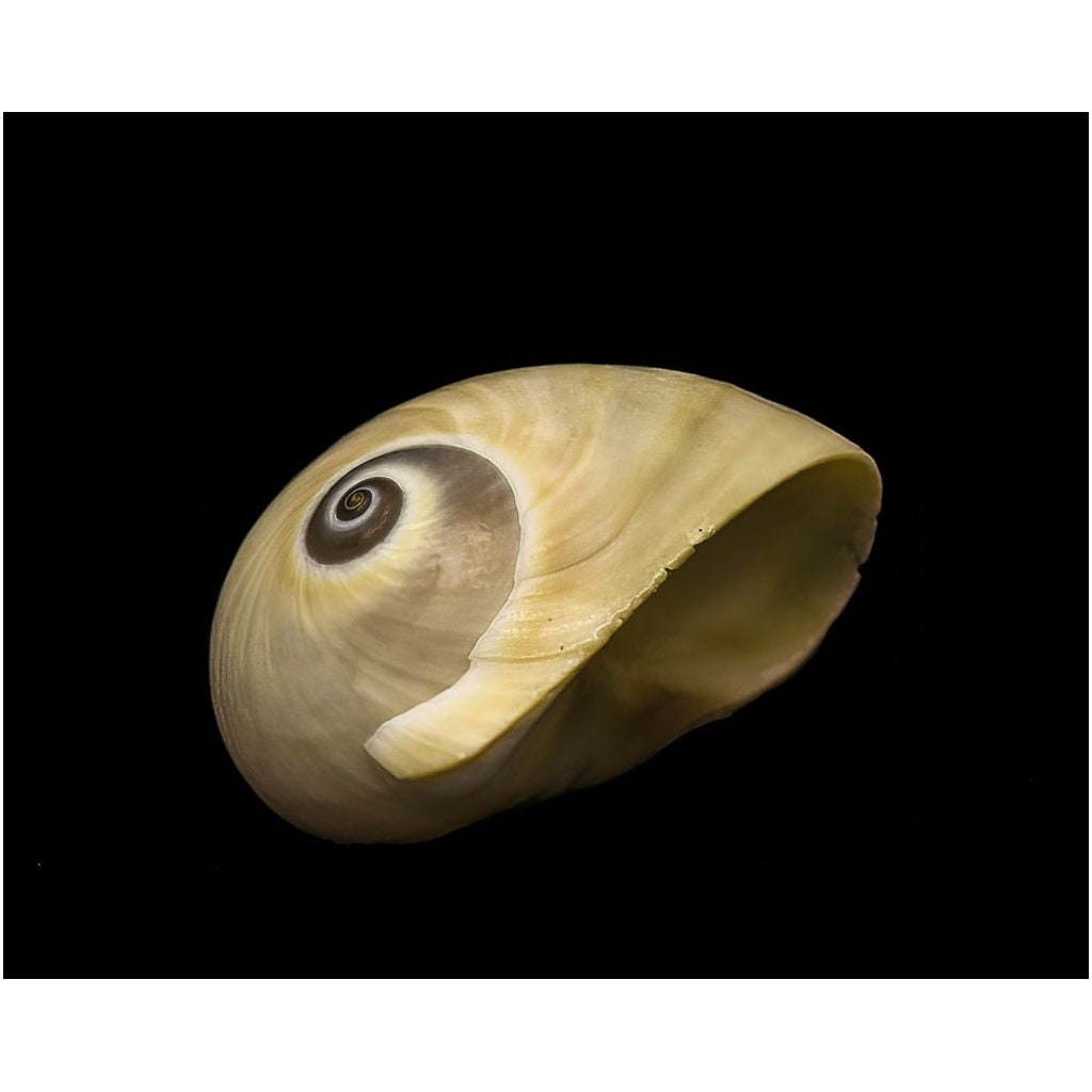 Sharks Eye, Moon Snail, Sharks Eye Shell, Moon Snail Shell, Florida ...